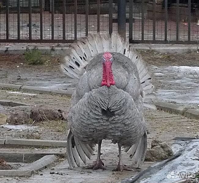 Голубые индюки