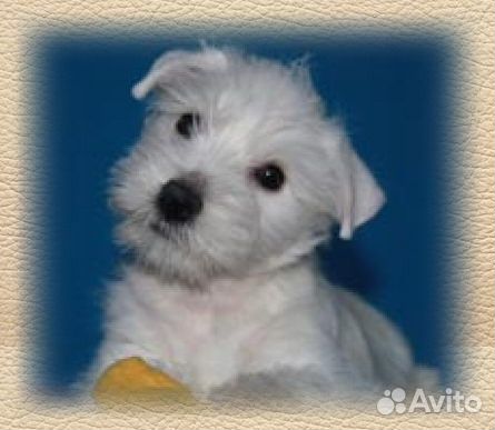 Мальчик Лорд (Вест хайленд вайт терьер)