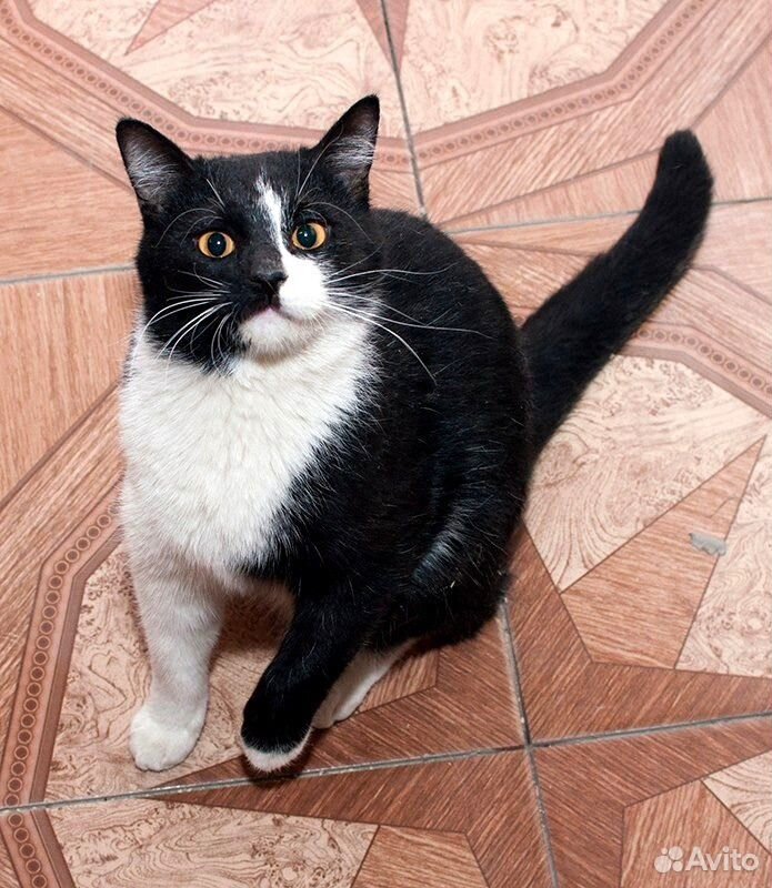 Умный Кот Степан