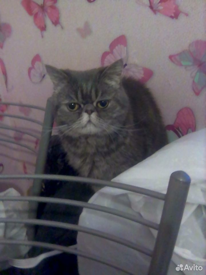 Кошка экзот