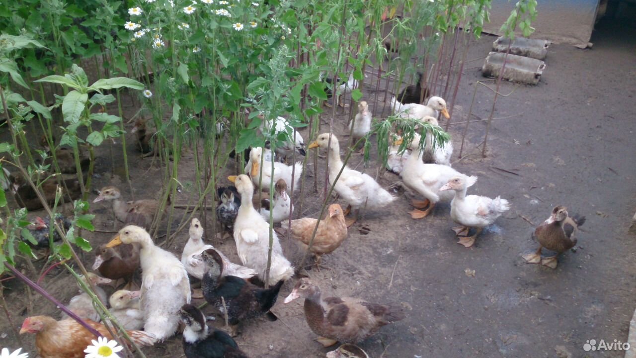 Бройлер, гусята, утята, индюшата