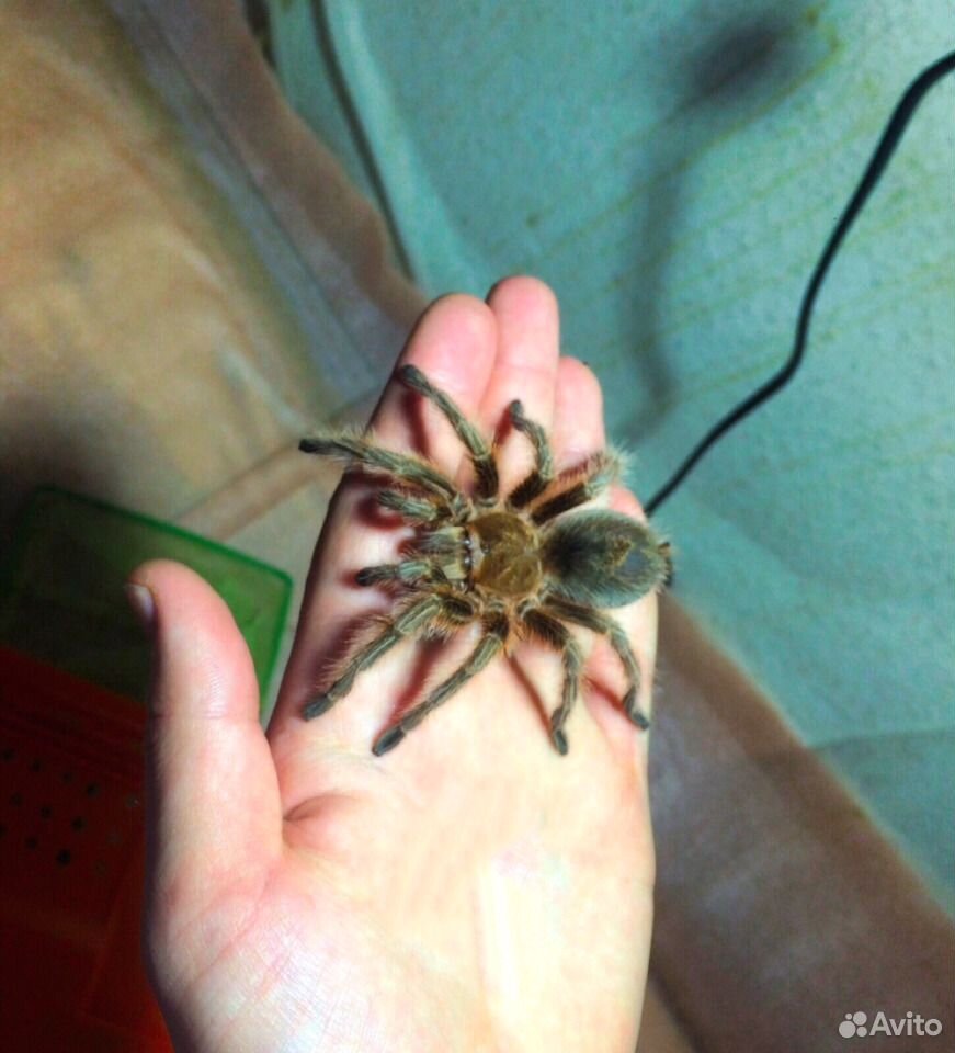 Grammostola rosea red