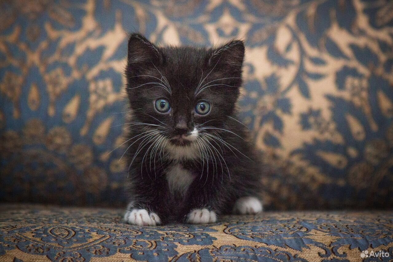 Шикарный котёнок. Мальчик ищет дом