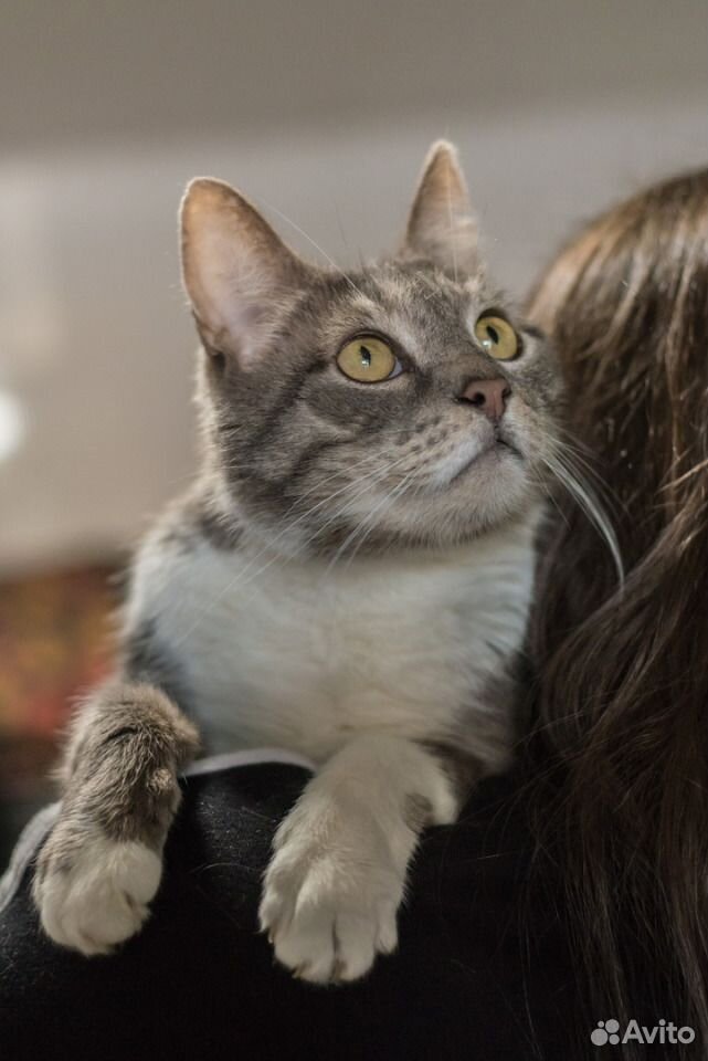 Благородный,умный,ласковый краса-котик Луи в дар