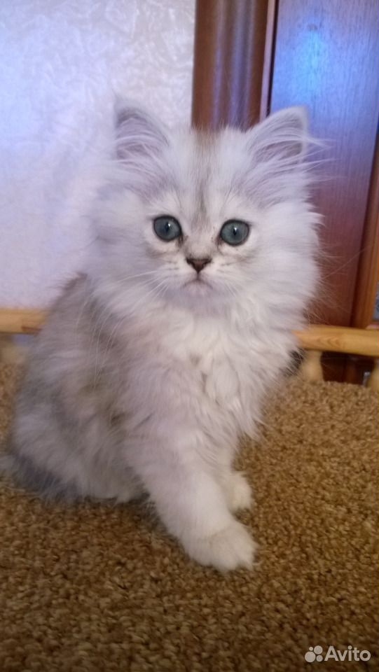 Кошечка серебристой персидской шиншиллы