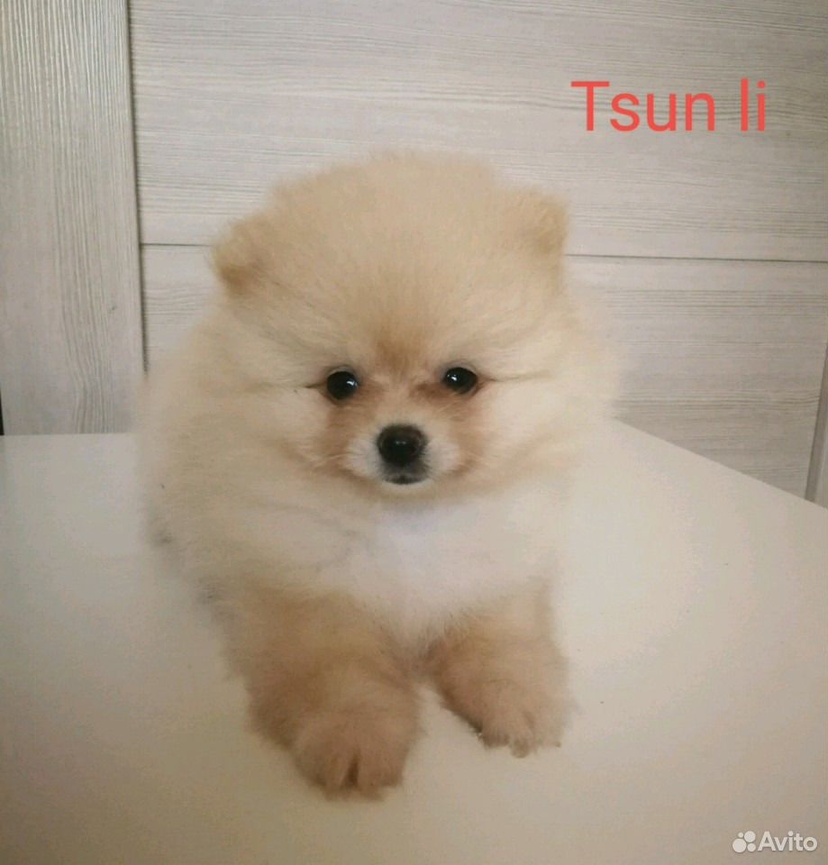 Шпиц нежное чудо Карамелька