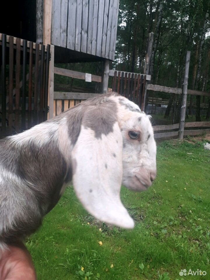 Козленок Англо Нубийскй