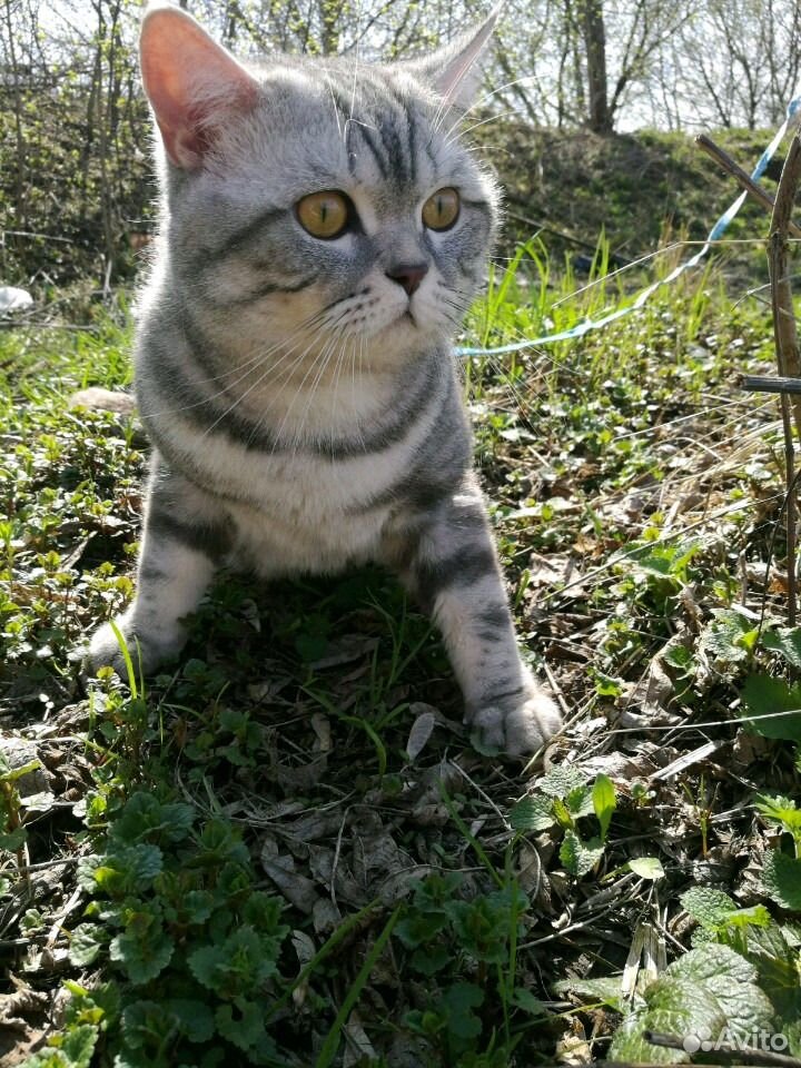 Отдам шотландского кота