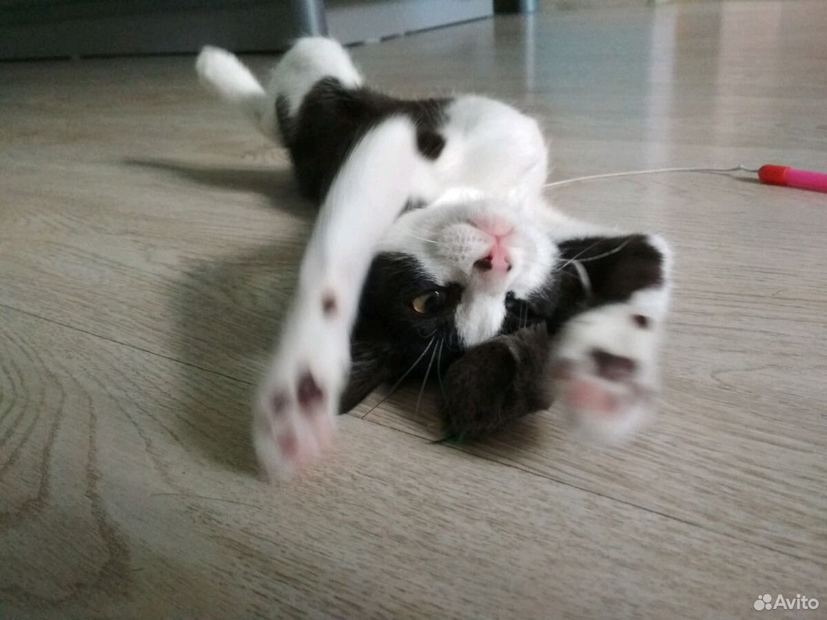 Котенок девочка