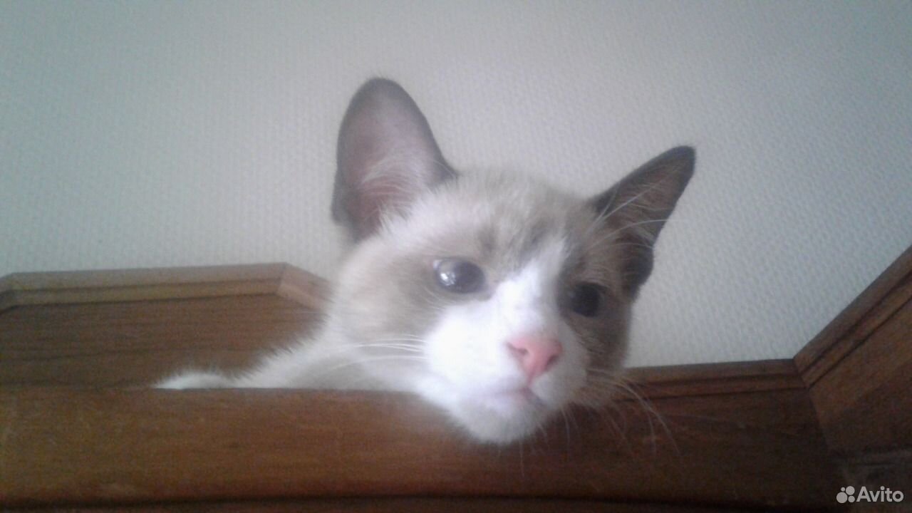 Котят :Неженка,Снежинка и Плюша в добрые руки