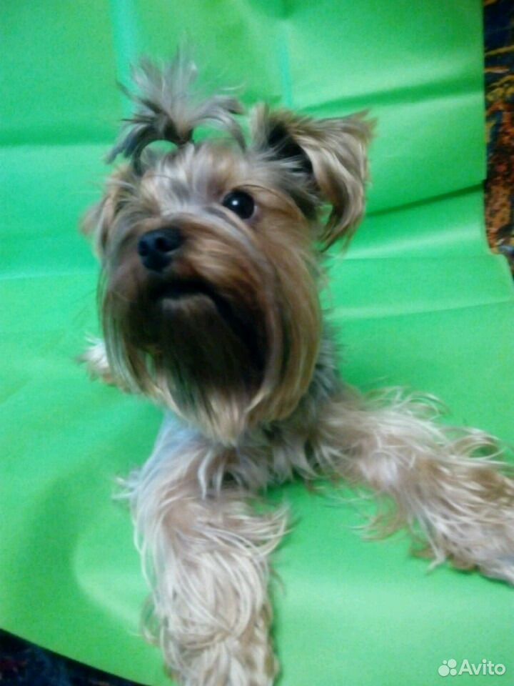 Йоркширский терьер в добрые руки