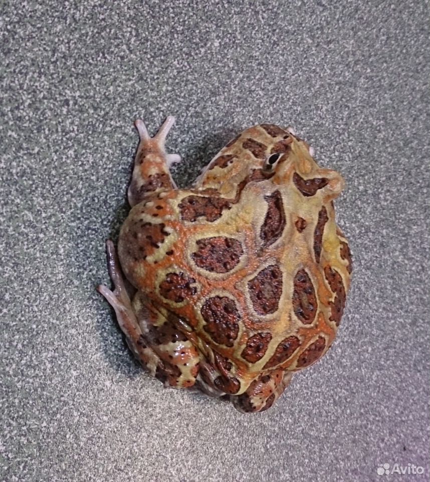 Рогатка Кранвелла