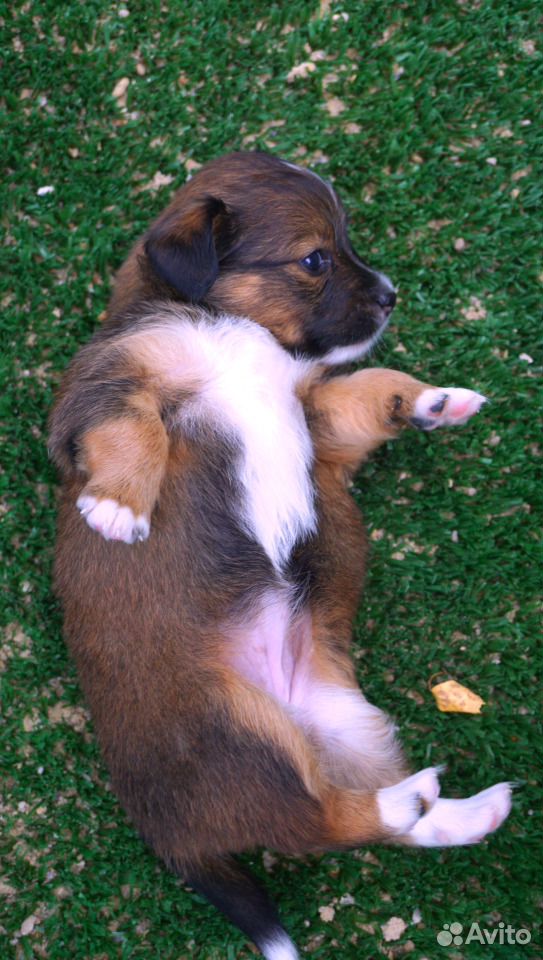 Щенки Джека Рассела и мистера икс