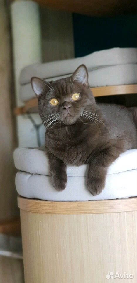 Шикарная шоколадная британочка 10 мес