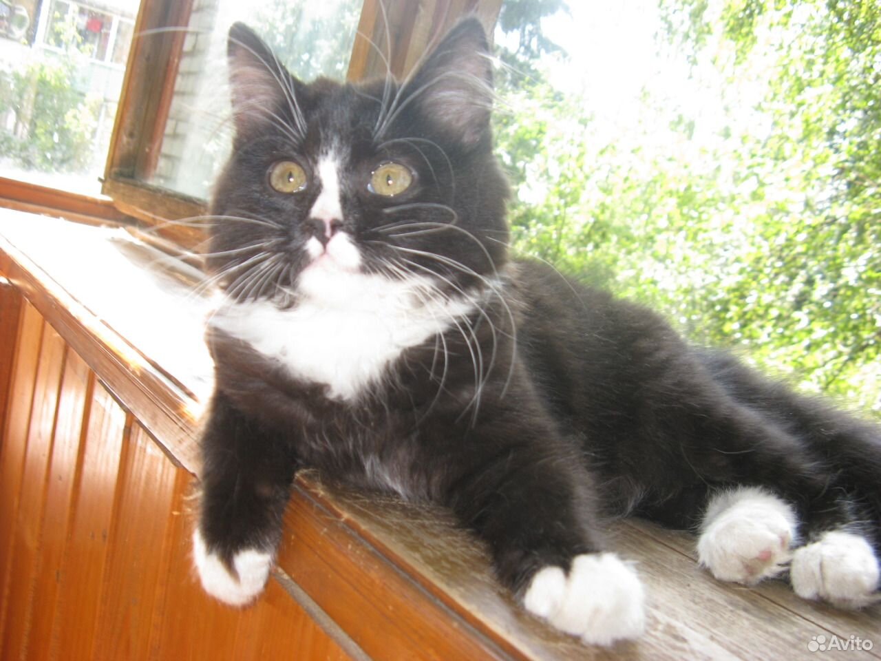 Котенок Мишка
