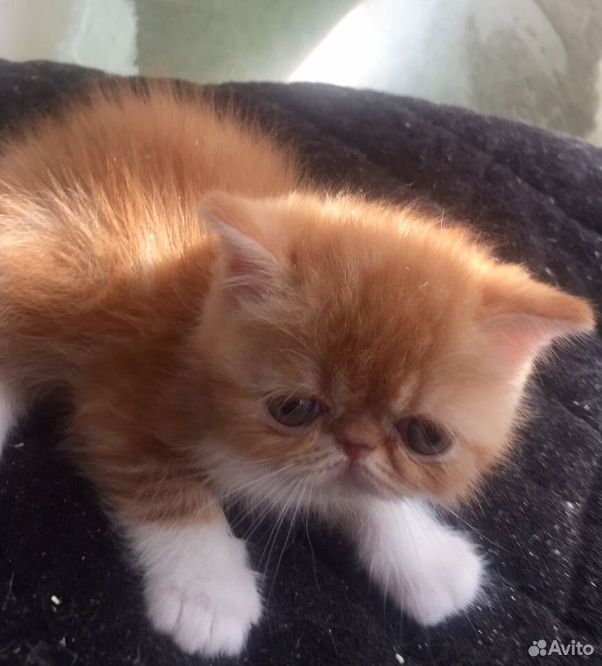 Плюшевые Экзоты