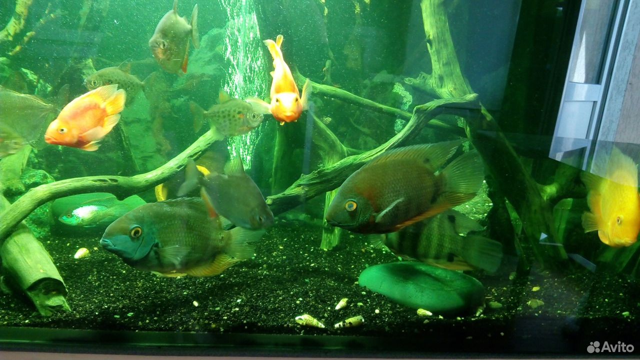 Северум красноплечий