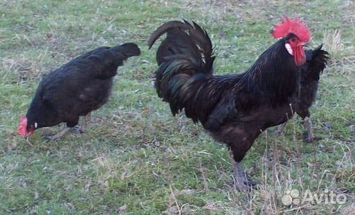 Малины Билефельдеры Барневельдеры Легбары Шелковые