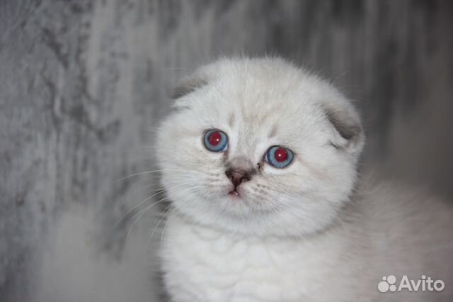 Блю пойнт кошечка Клара
