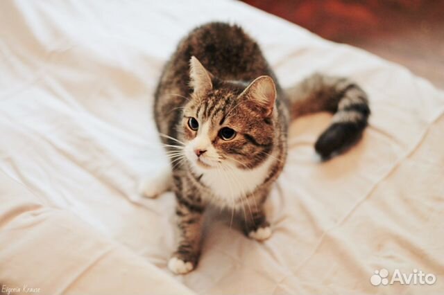 Котик Мика