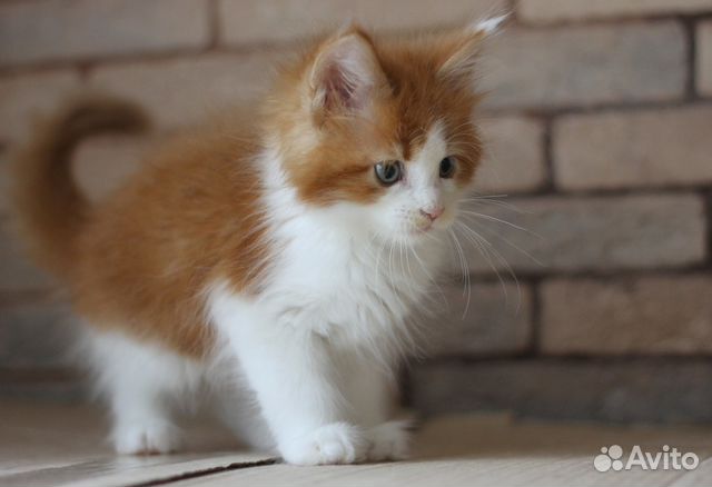 Мачо Мейн-Кун