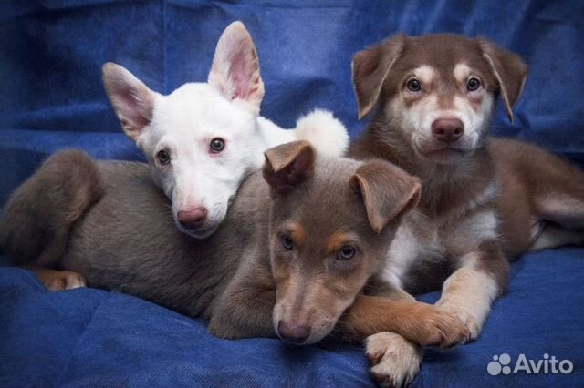 Плюшевые щенки с роскошным окрасом