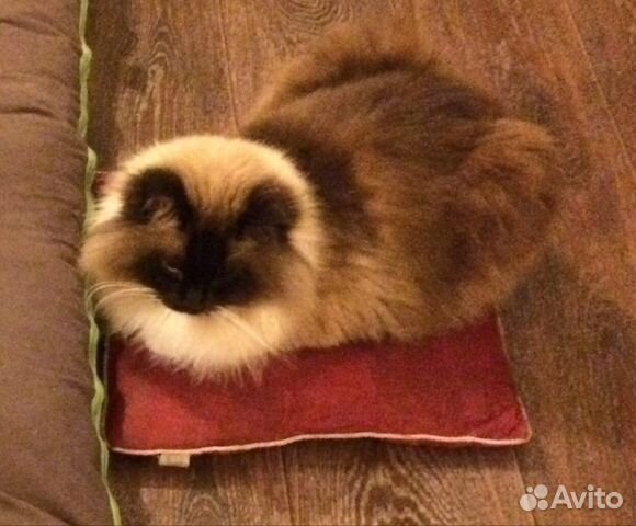 Кот Рэгдолл