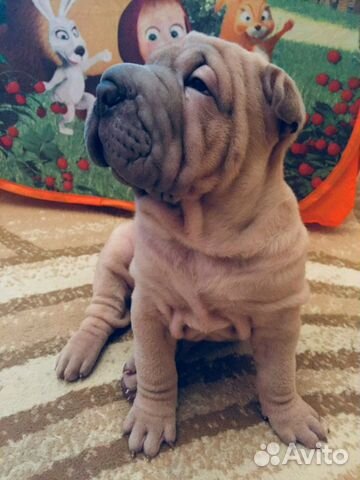 Хочу к Вам Домой)