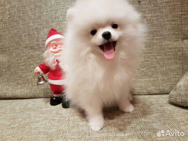 Щенки померанского шпица