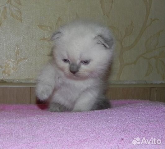 Голубоглазый вислоухий добряк