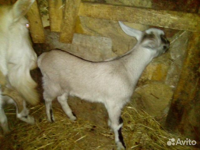 Козлята от 1-недели до 3-х месяцев