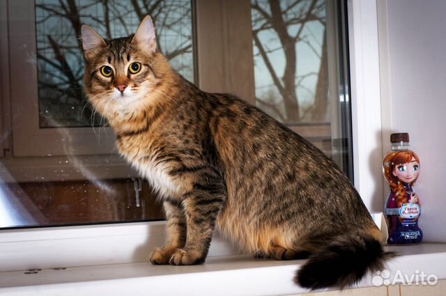 Шикарный сибиряк в добрые руки