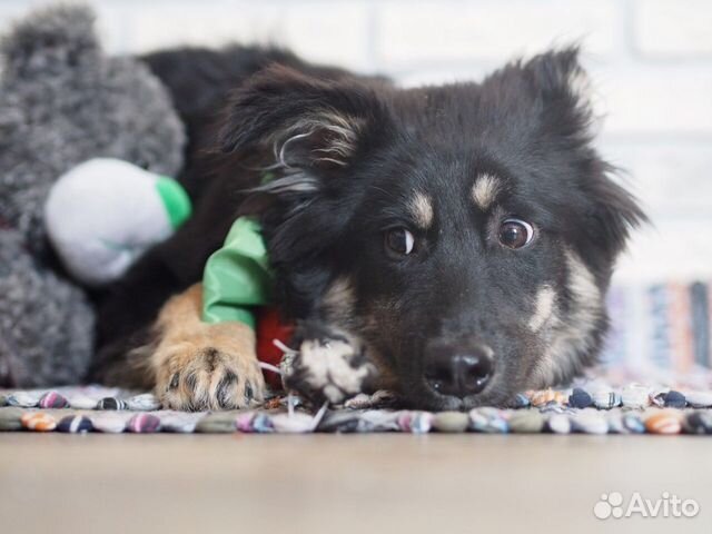 Щенок Элвис 6 мес Лучший друг в добрые руки