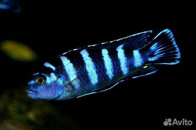 Аквариумные рыбы. Демасони, зебра, малавия