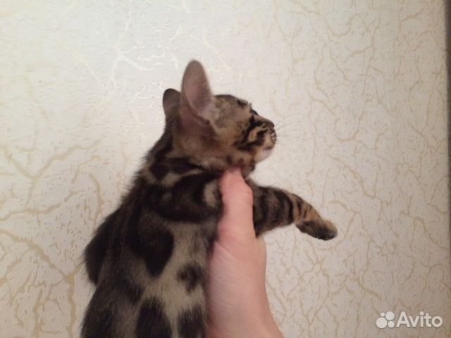 Бенгалочка F5