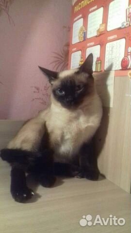 Ищет дом кошечка тайка