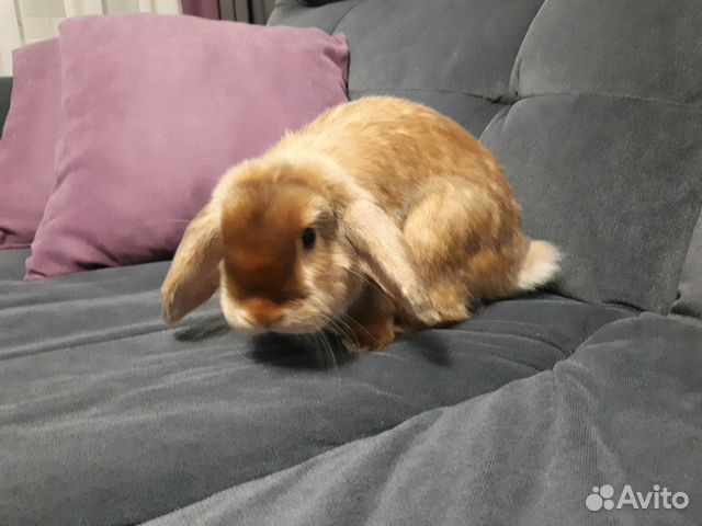 Мини Кролик веслоухий