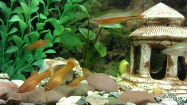 Меченосцы молодь