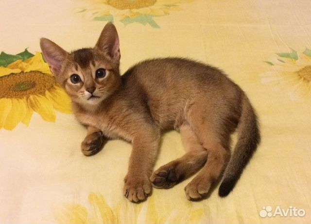 Абиссинская кошечка - солнечное чудо