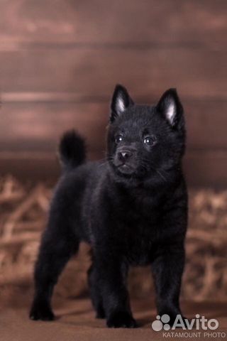 Схипперке (шипперке)