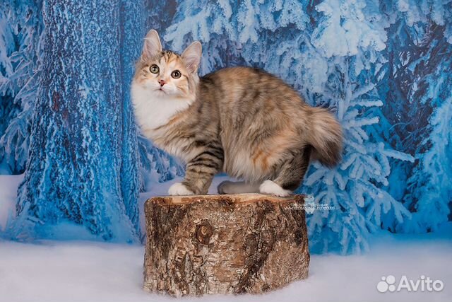 Котята курильского бобтейла