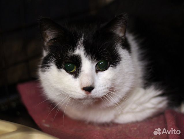 Особенный кот