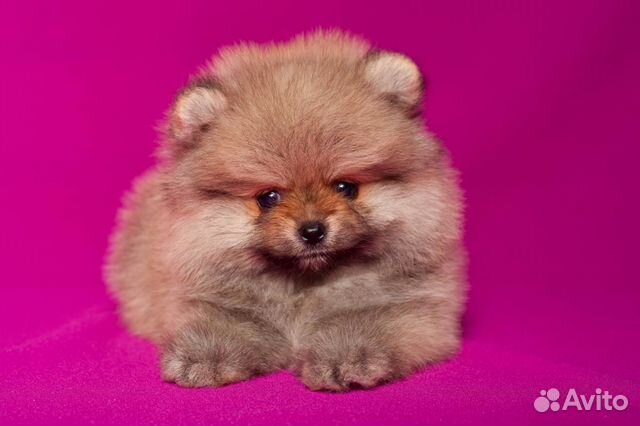 Девочка чудо мишка с очень мохнатыми лапками