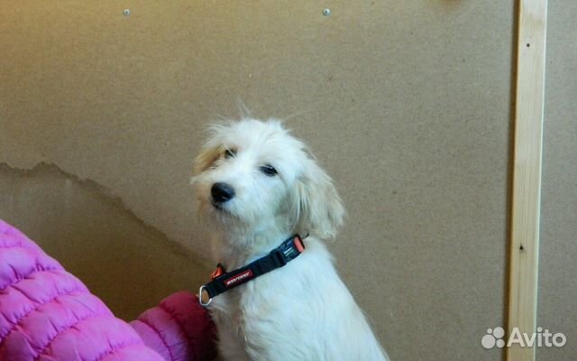 Невероятной красоты собака в добрые руки