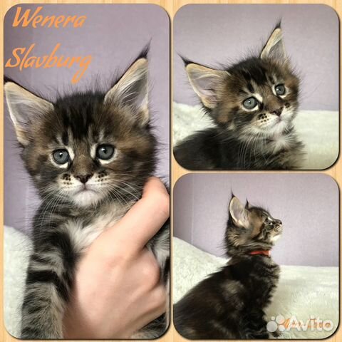 Мейн-кун Wenera