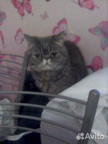 Кошка экзот