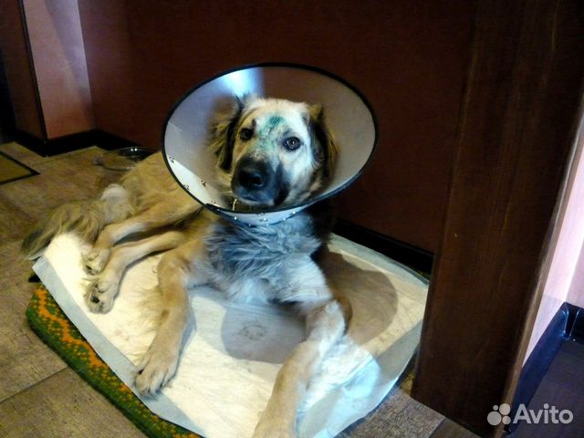 Собака Миша ищет заботливых хозяев