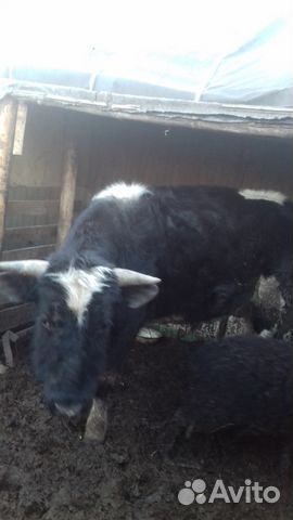Бык 1 год 5 месяцев