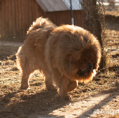 Щенок девочка мастифа ксю