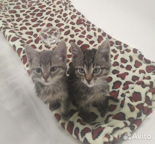 Наполеон и Бонапарт ищут дом